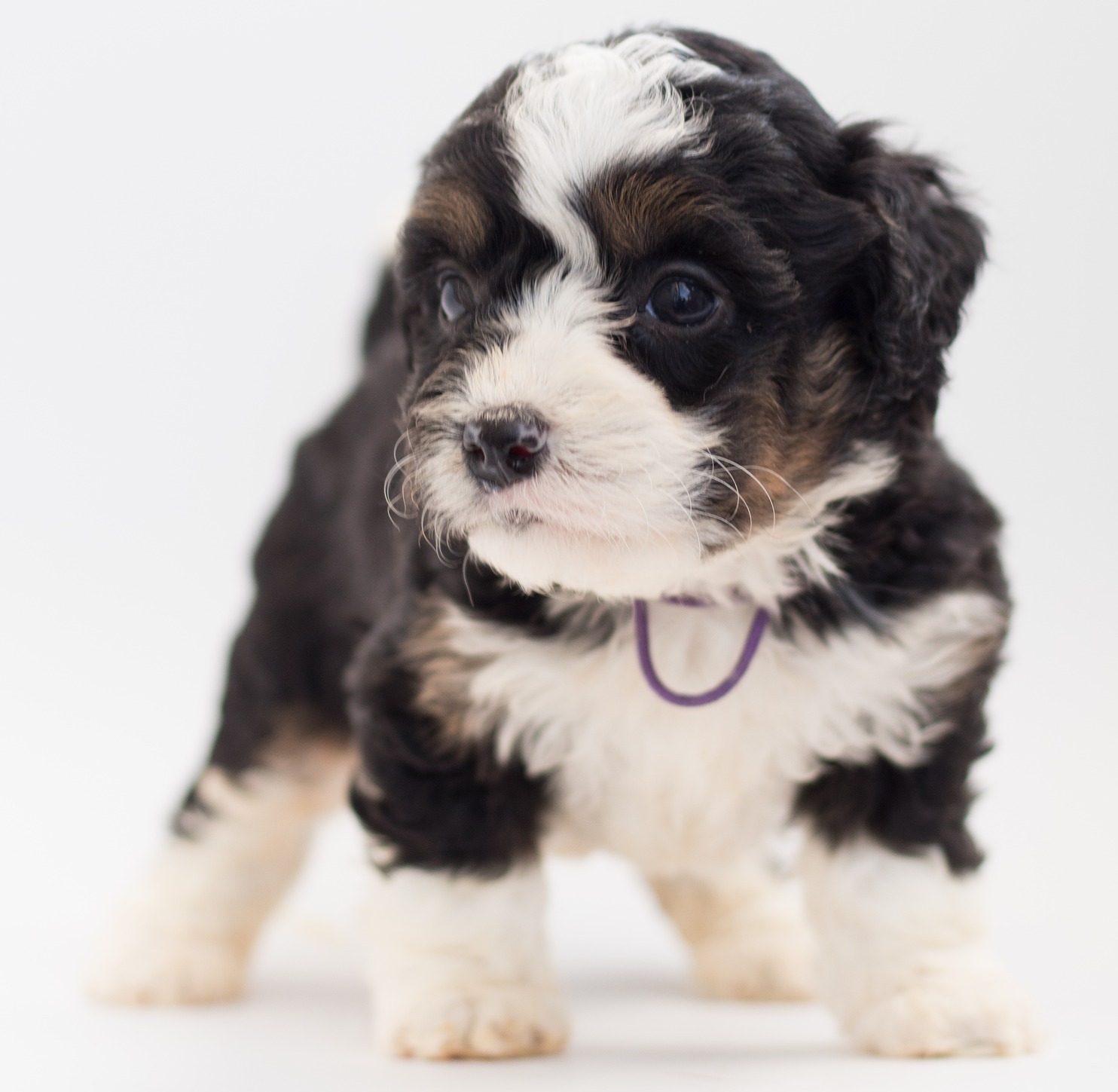 The Best Dog Food for Bernedoodle Puppies - Bark Wonder