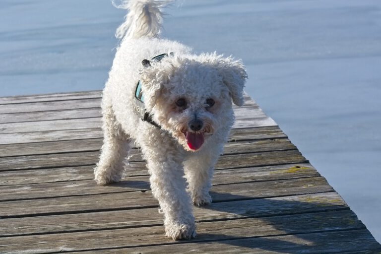 The 5 Best Small Dogs That Get Along With Big Dogs - Bark Wonder