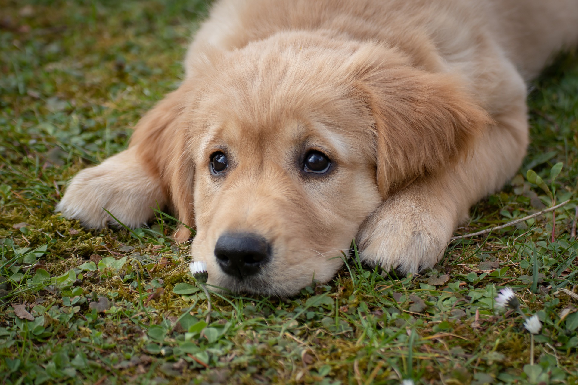 The 7 Best Medium-Sized Dogs For First-Time Owners - Bark Wonder