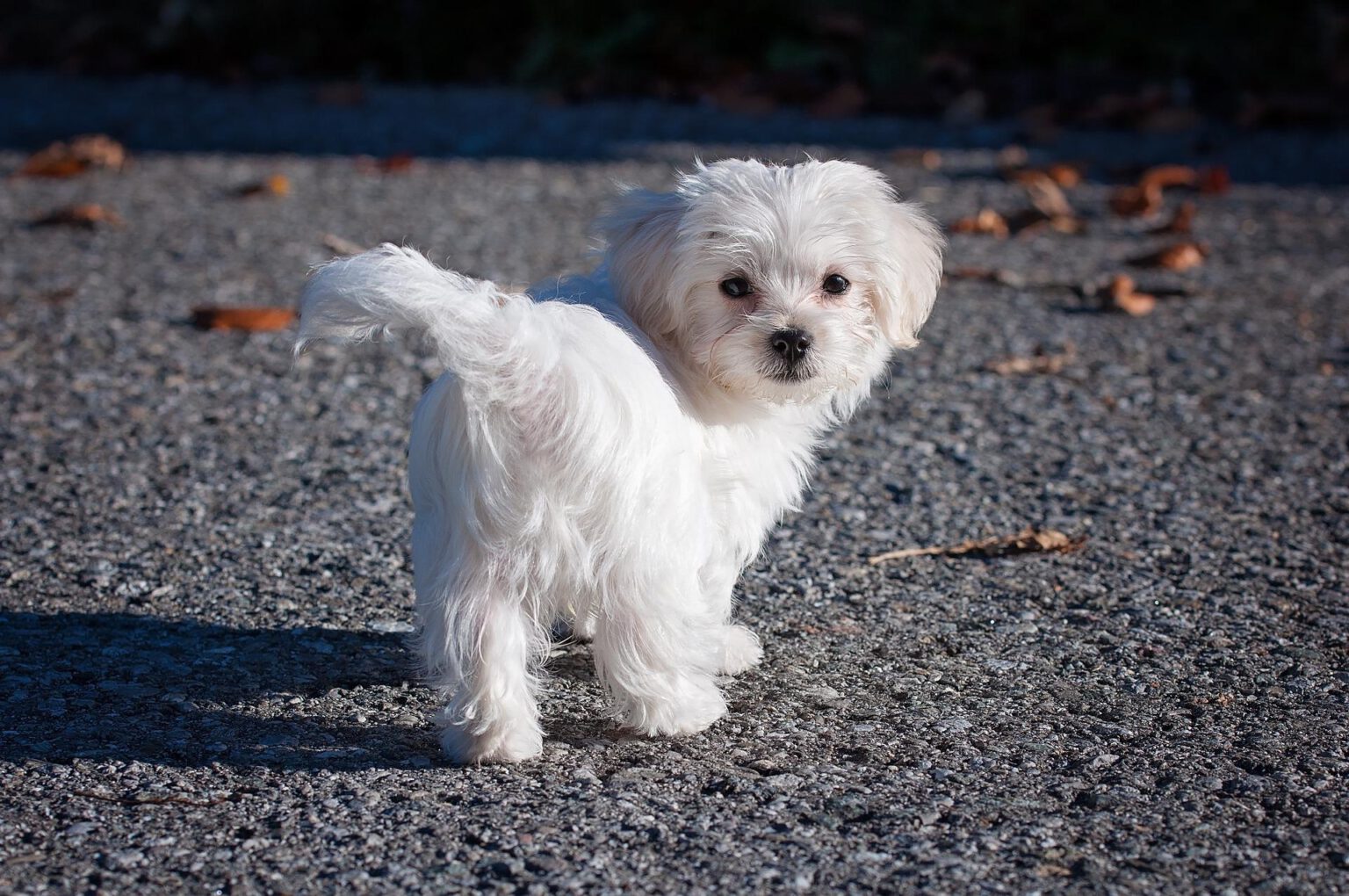 The 10 Best Small Dogs That Get Along With Cats - Bark Wonder