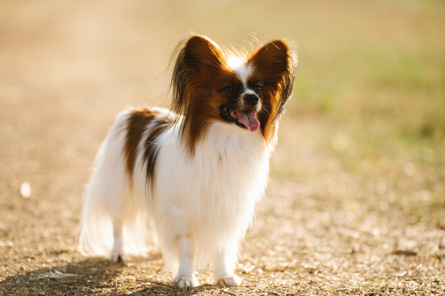 The 10 Best Small Dogs That Get Along With Cats - Bark Wonder