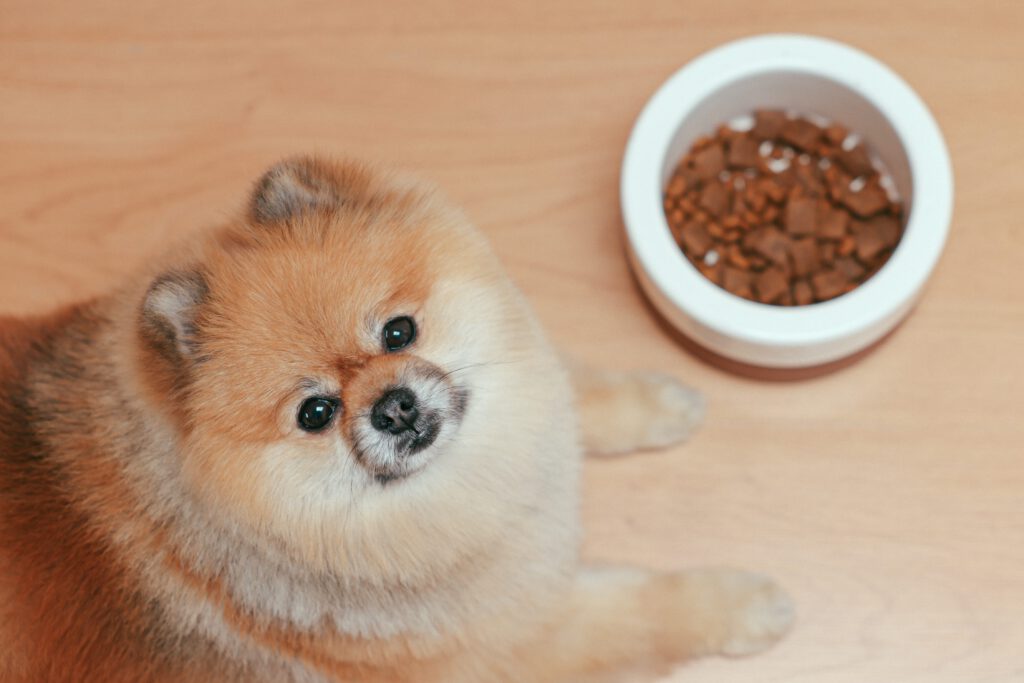 The 5 Best Small Dogs That Get Along With Big Dogs - Bark Wonder