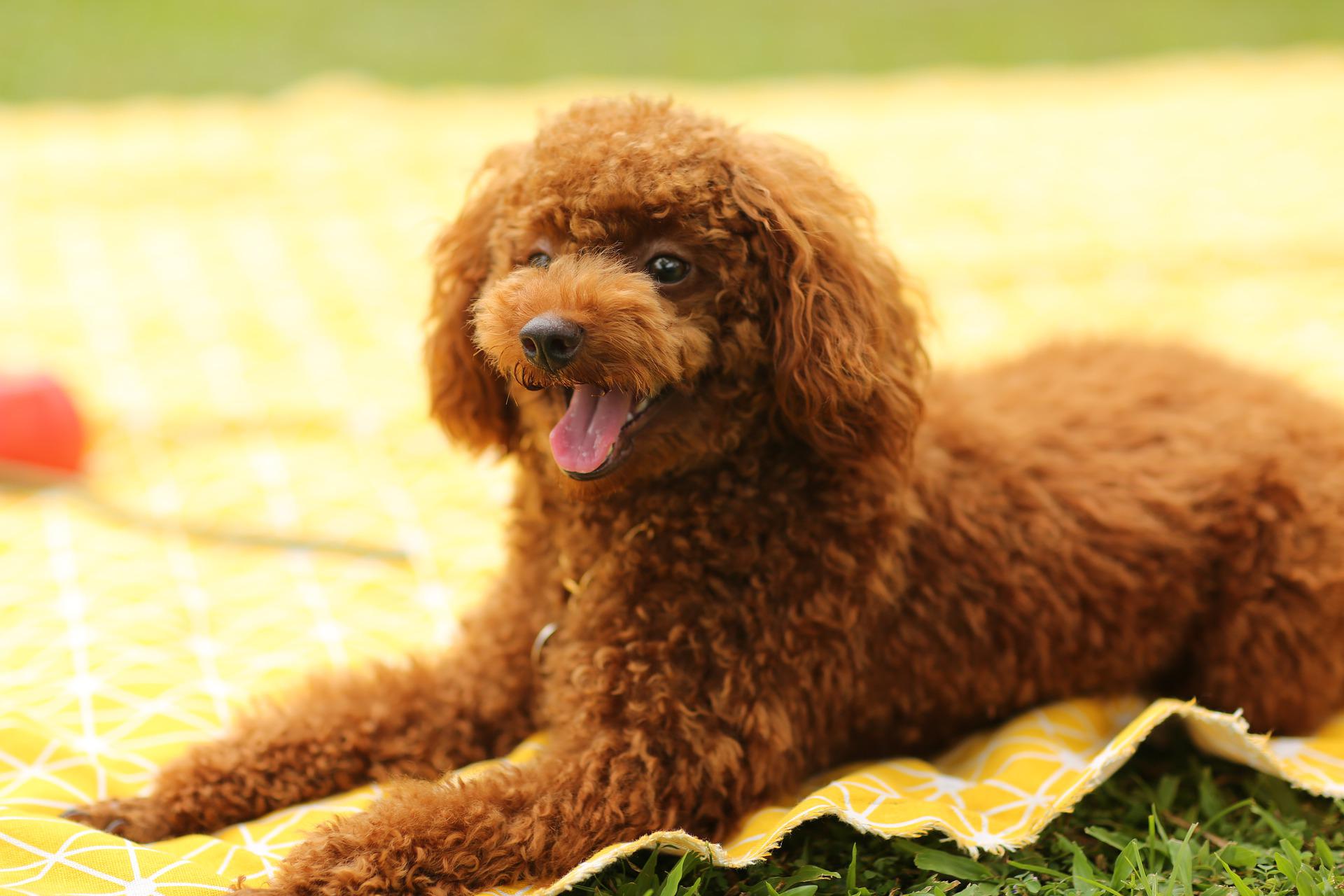 The 8 Best Dental Chews for Poodles - Bark Wonder