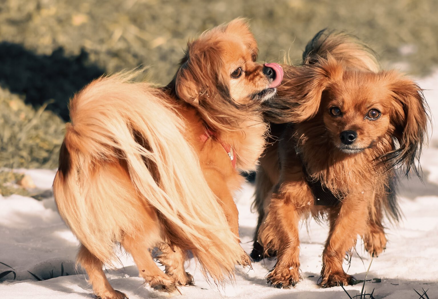The 10 Best Small Dogs That Get Along With Cats - Bark Wonder